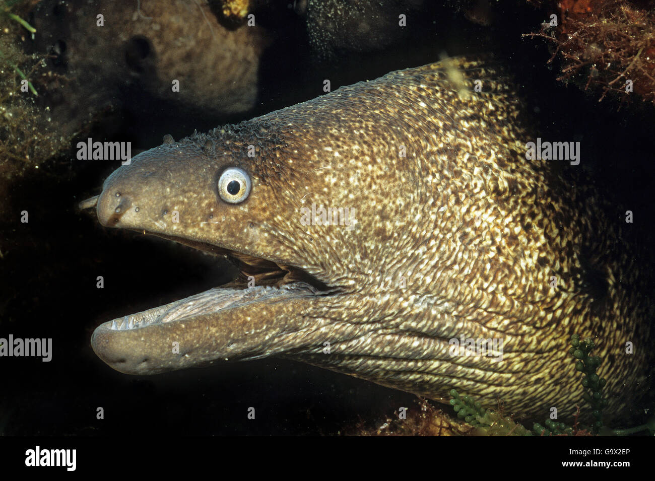 Mediterranean moray eel, roman eel, Elba, Tuscany, Italy, Europe ...