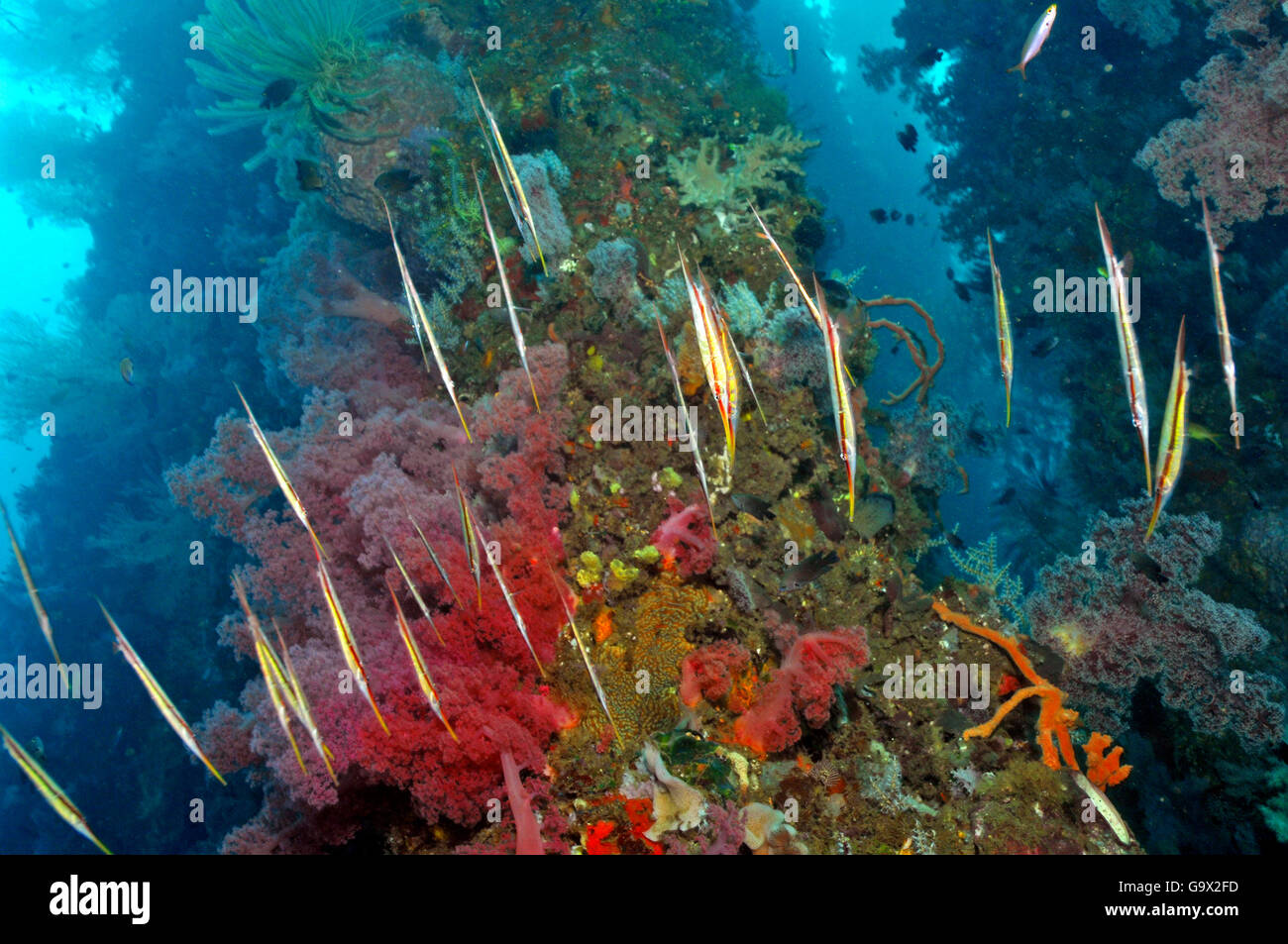 Rigid razor fish hi-res stock photography and images - Alamy