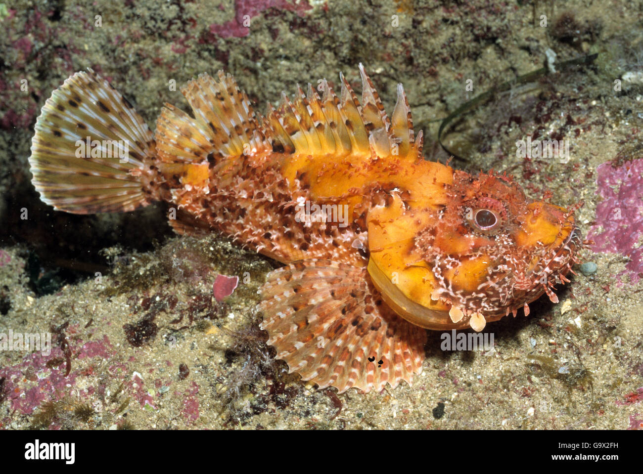 largescaled red scorpionfish, Estartit, Costa Brava, Catalonia , Spain ...
