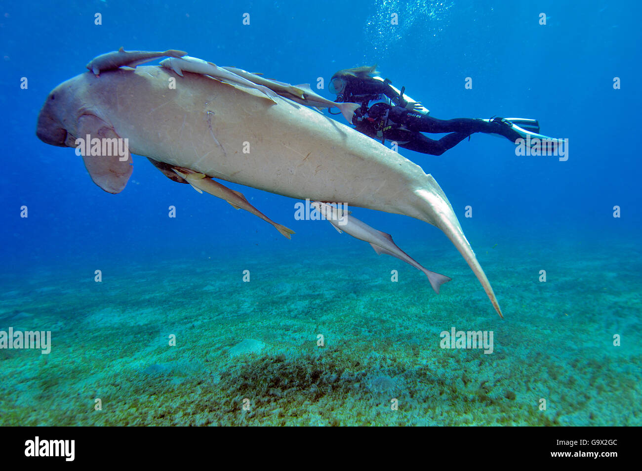 Diver and dugong, Abu Dabab, Marsa Alam, Egypt, Africa, Red Sea ...