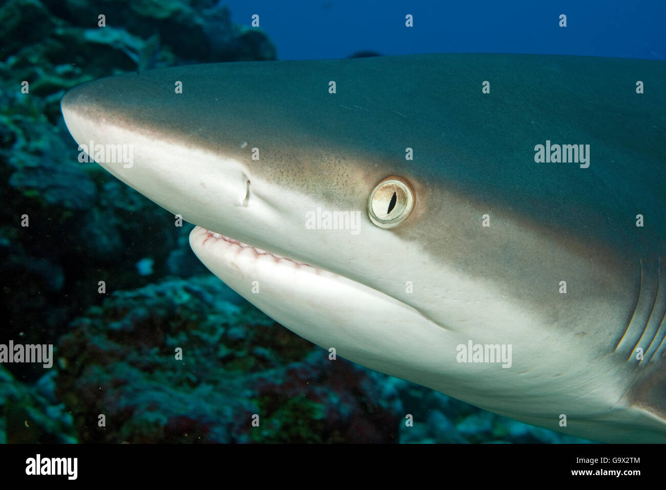 Grey Reef Shark, maneater, pacific, indian ocean, red sea, micronesia ...