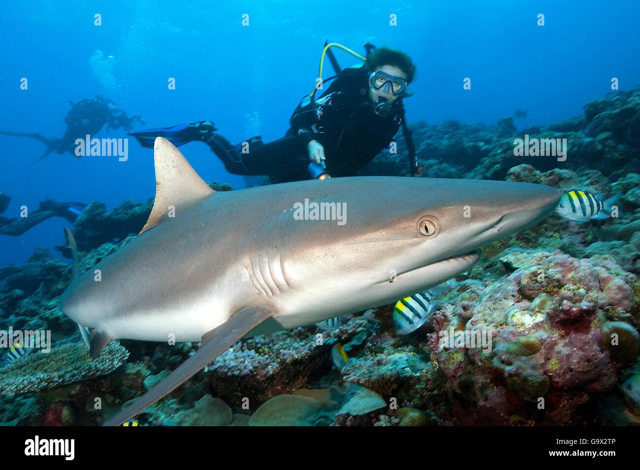 diver and Grey Reef Shark, maneater, pacific, indian ocean, red sea ...
