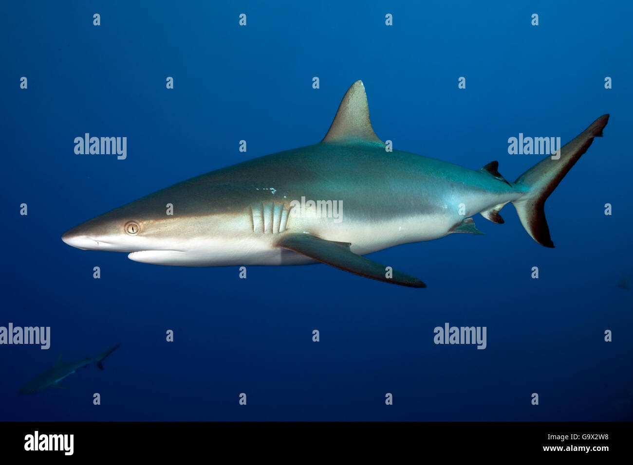 Grey Reef Shark, maneater, pacific, indian ocean, red sea, micronesia ...