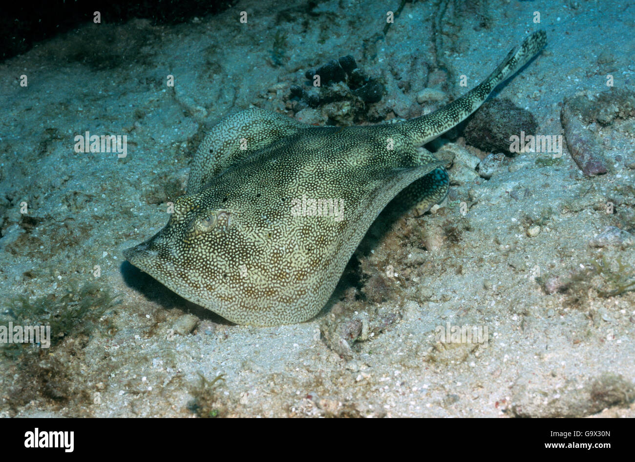 yellow stingray, Bahamas, America / (Urobatis jamaicensis Stock Photo ...