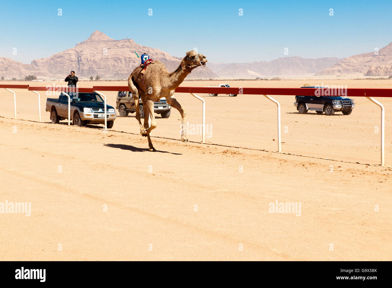 official camel race, racing arabian camel, electronic jockey, camel ...