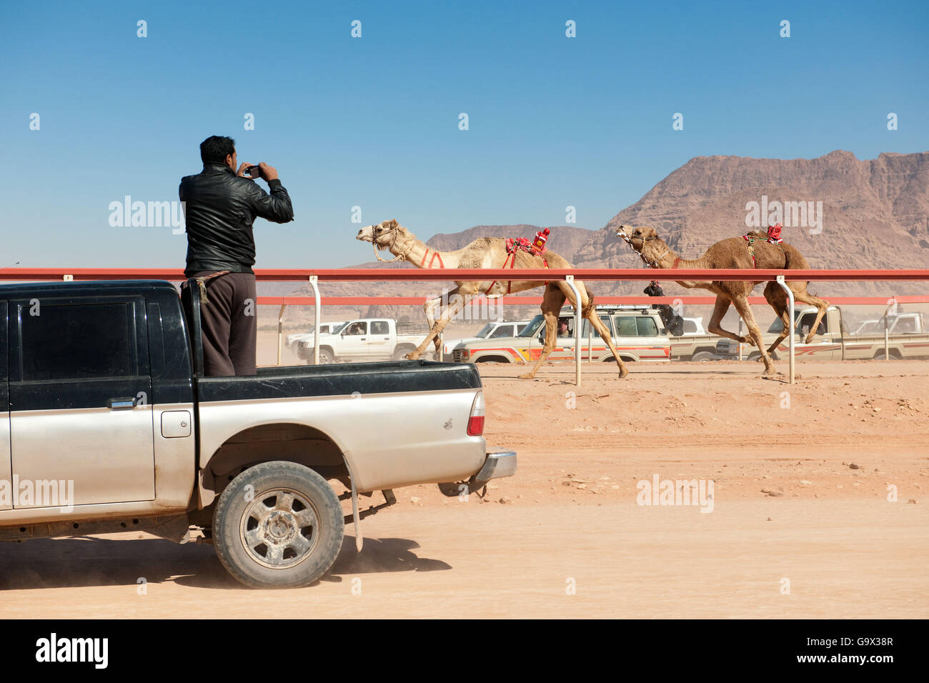 Bedouine watching official camel race from moving pickup car, racing ...