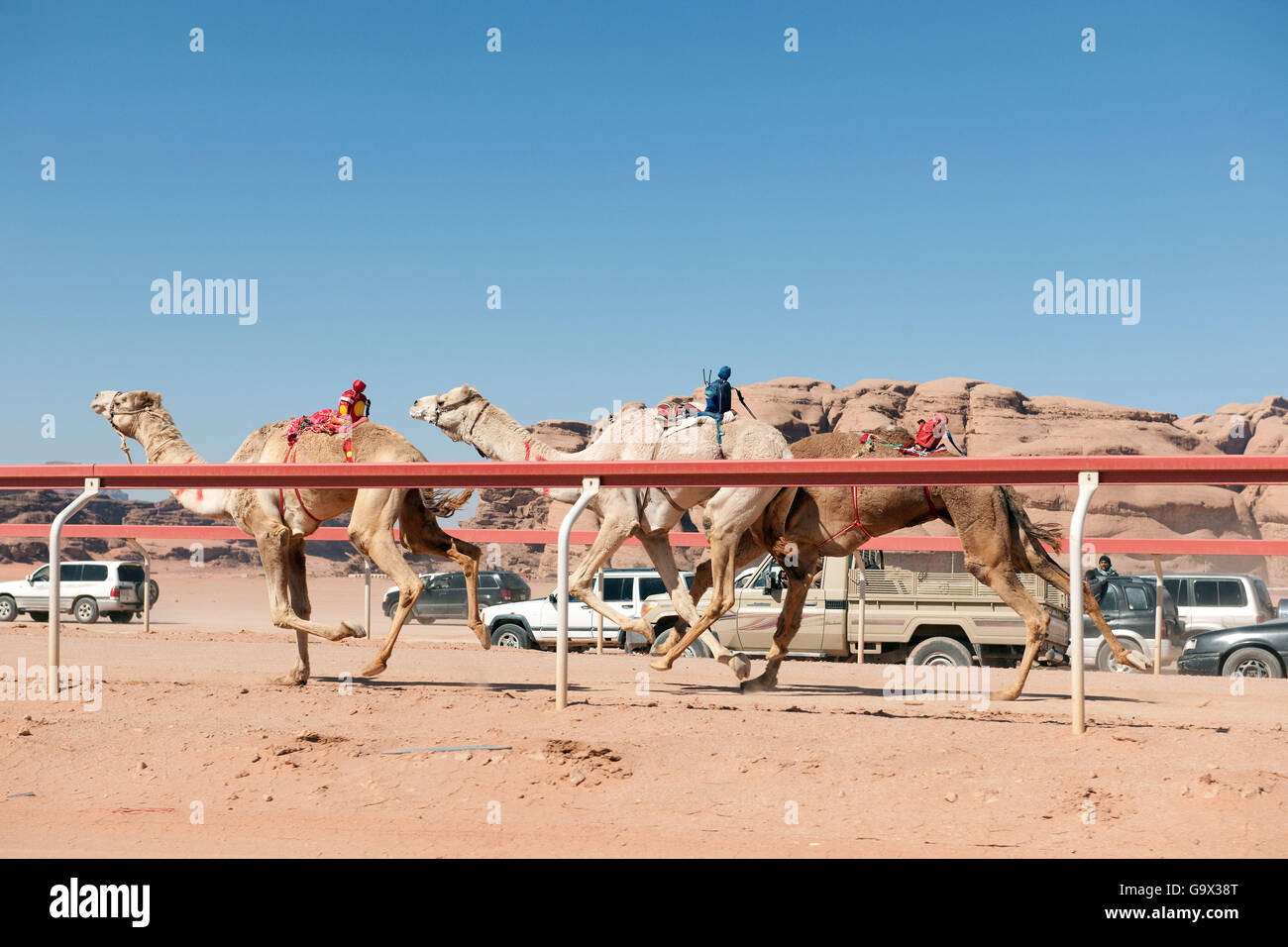 official camel race, racing arabian camel, electronic jockey, camel ...