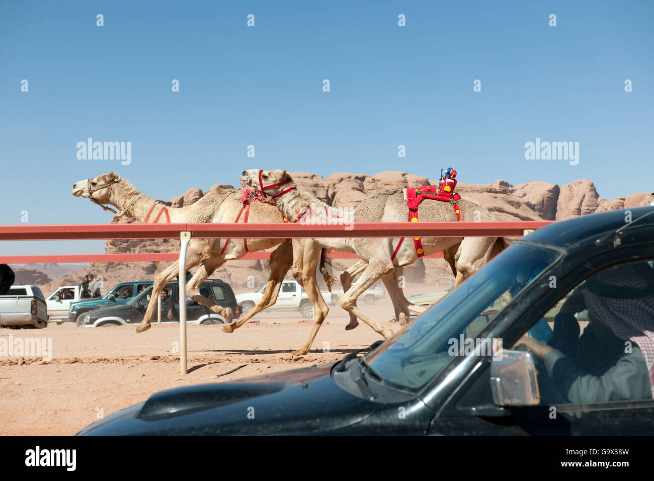 Bedouine watching official camel race from moving car, racing arabian ...