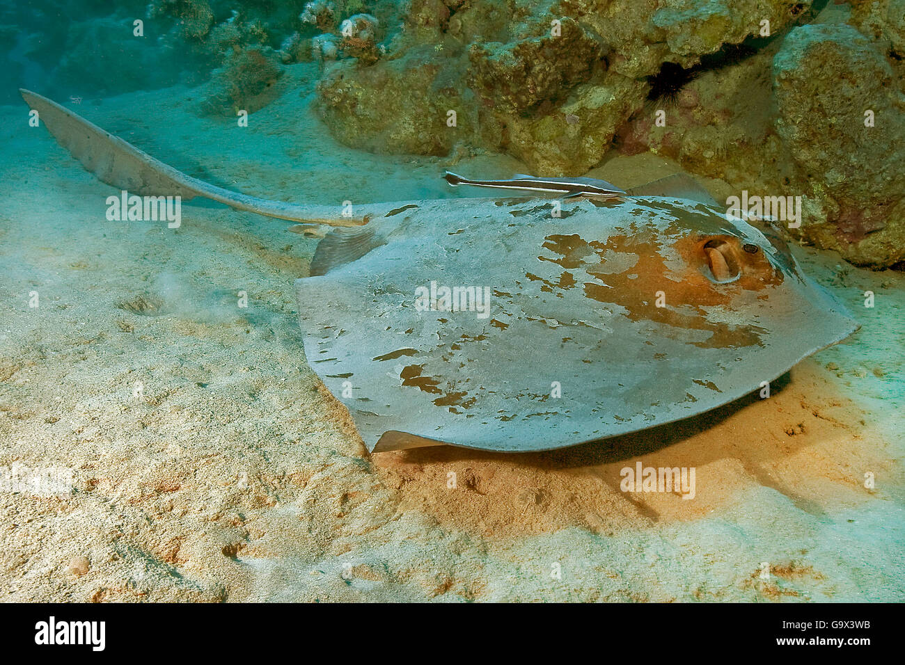 cowtail stingray, Red Sea, Aqaba, Jordan, Minor Asia (Pastinachus ...
