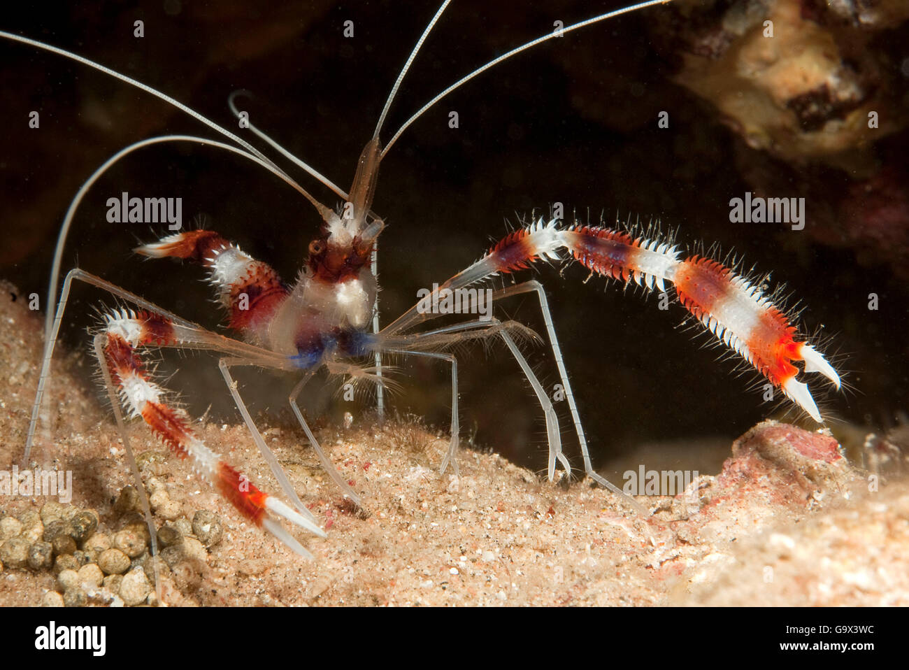 banded cleaner shrimp, banded boxer shrimp, Jordan, Minor Asia, Red Sea ...