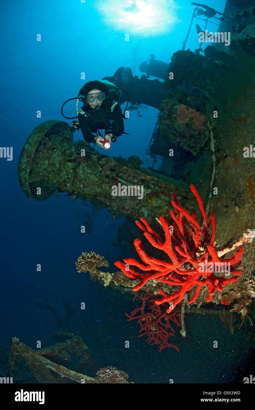 diver at wreck with red tree sponge, wreck Cedar Pride, Aqaba, Jordan ...