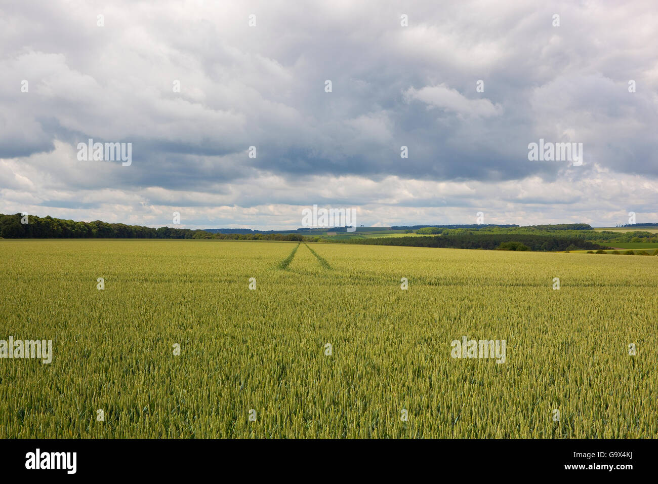 Wheat field and patchwork landscape of the Yorkshire wolds under a cloudy summer sky Stock Photo ...