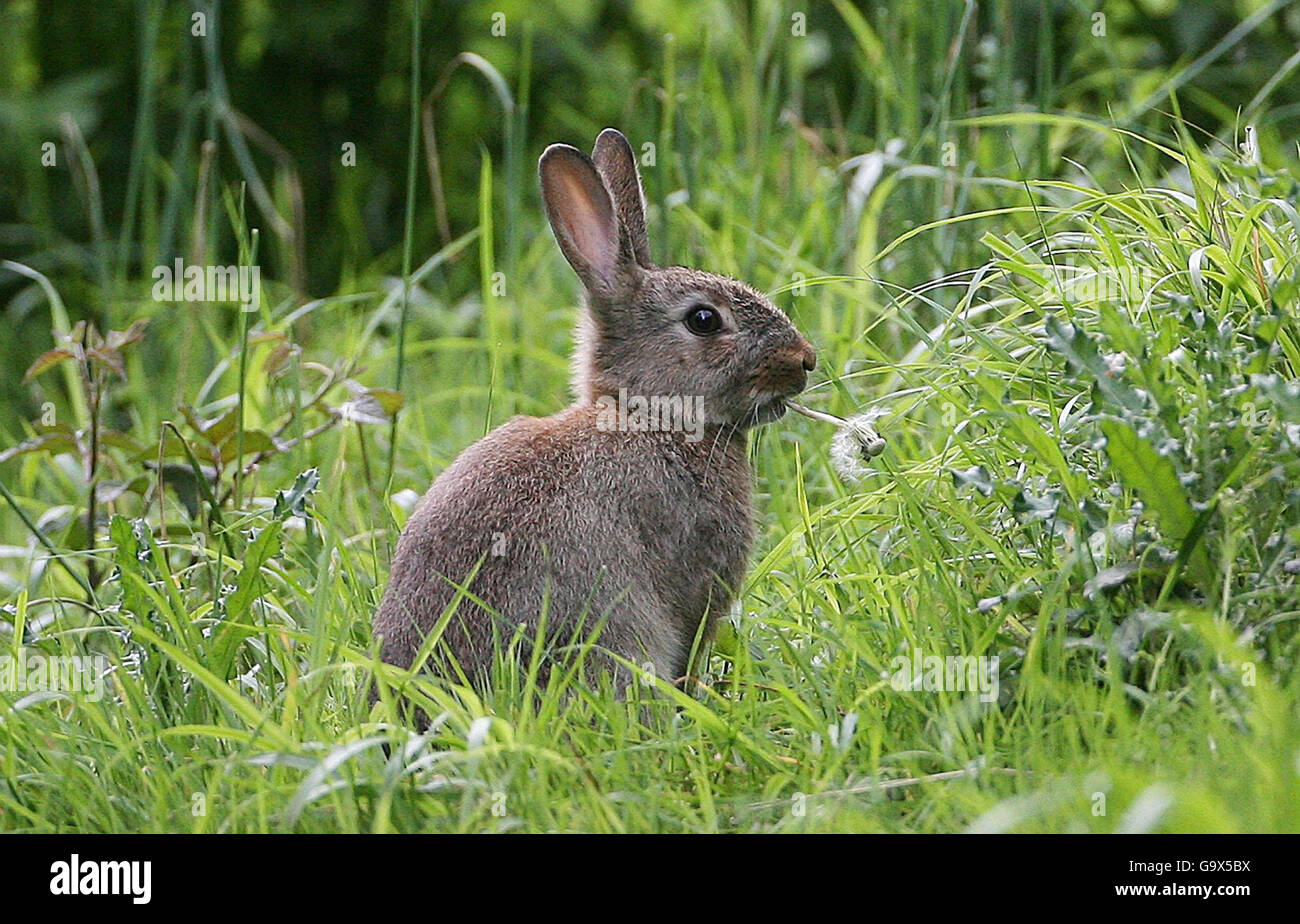 Irish hare hi-res stock photography and images - Alamy