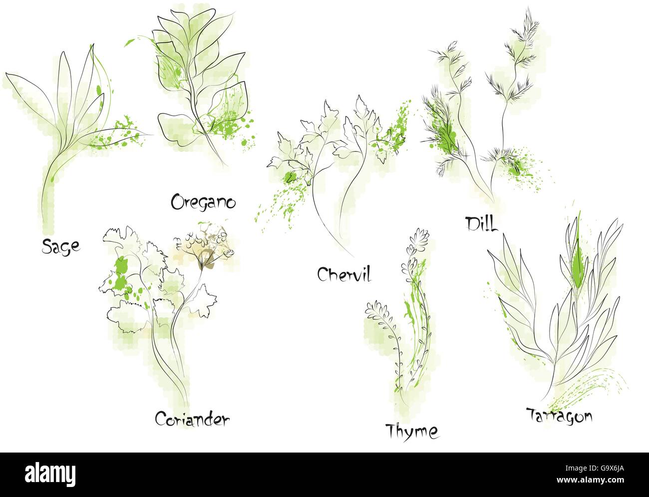 Herbs various various various Stock Vector Images - Alamy