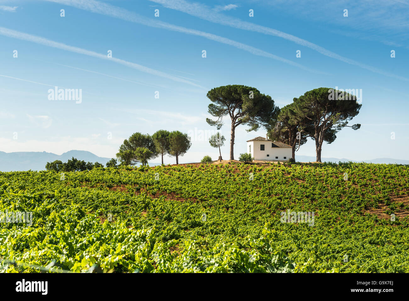 Vineyard Bierzo, Spain Stock Photo - Alamy