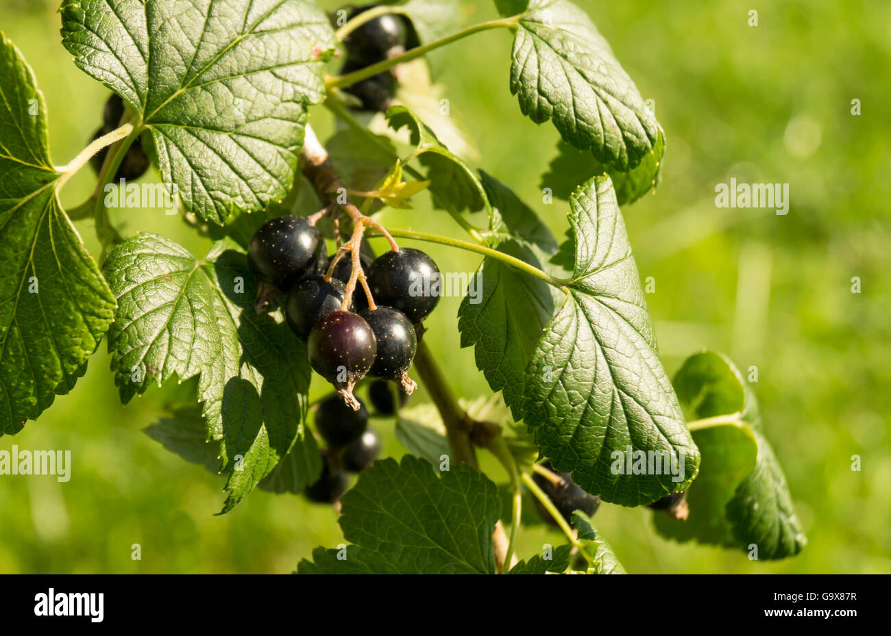 Ripe berry of the currant grows on branch with green sheet Stock Photo ...