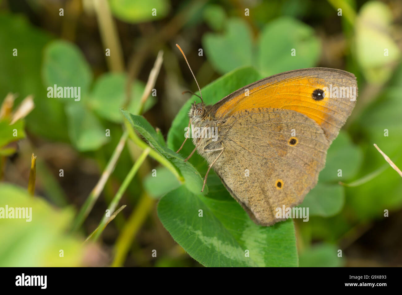 Meadow brown (Maniola jurtina) butterfly having rest on a leaf in ...