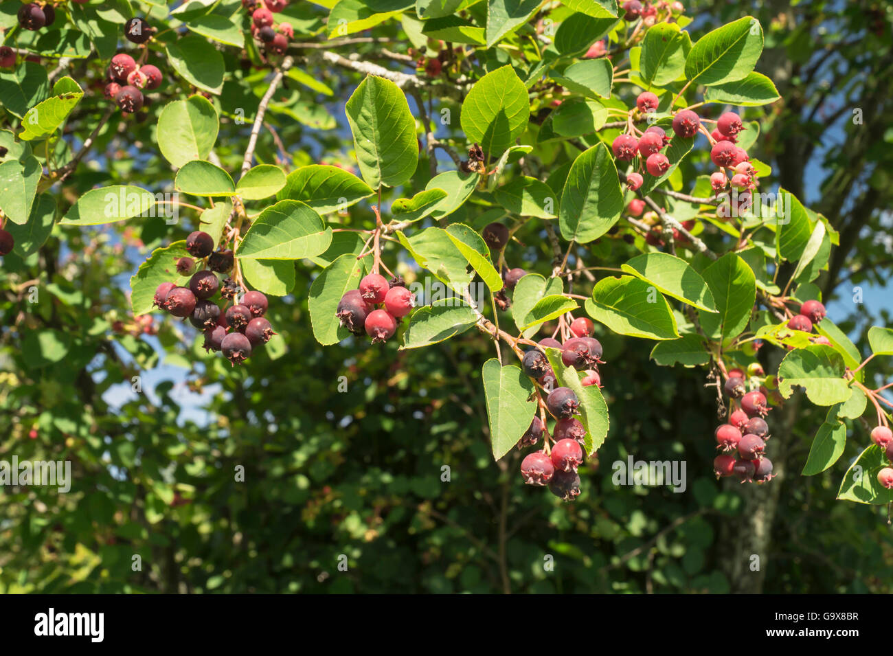 Gree Fruits High Resolution Stock Photography and Images - Alamy