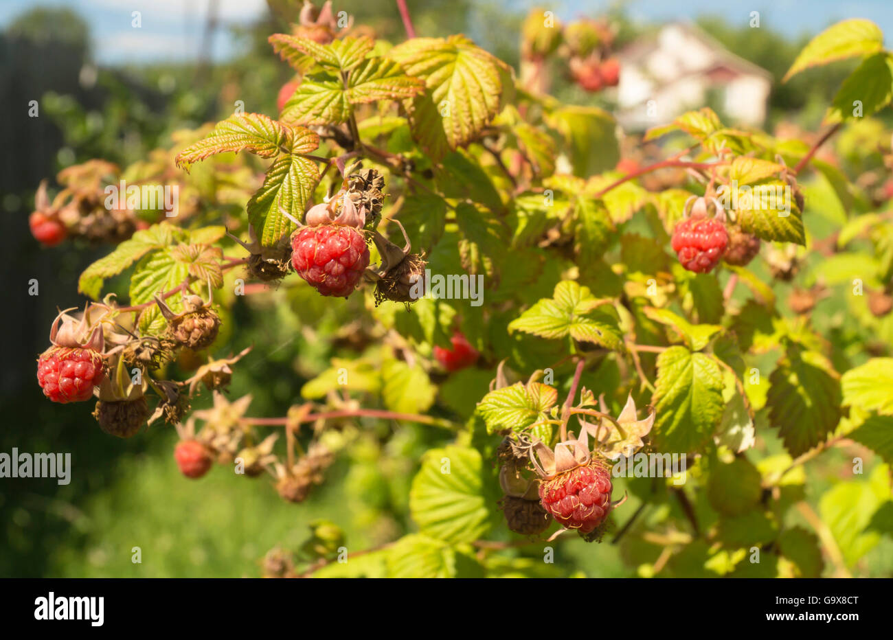Red raspberry branch green hi-res stock photography and images - Alamy