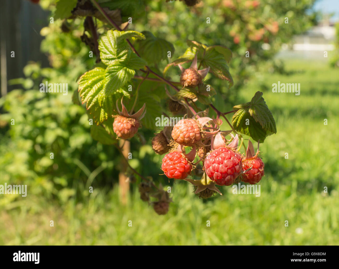 Red raspberry fruits in hi-res stock photography and images - Alamy