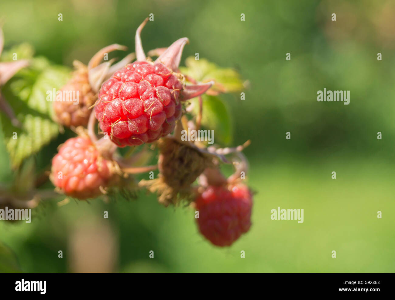 Red raspberry fruits in hi-res stock photography and images - Alamy