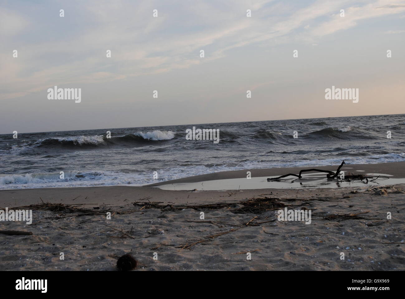 drift wood on beach by ocean waves Stock Photo - Alamy