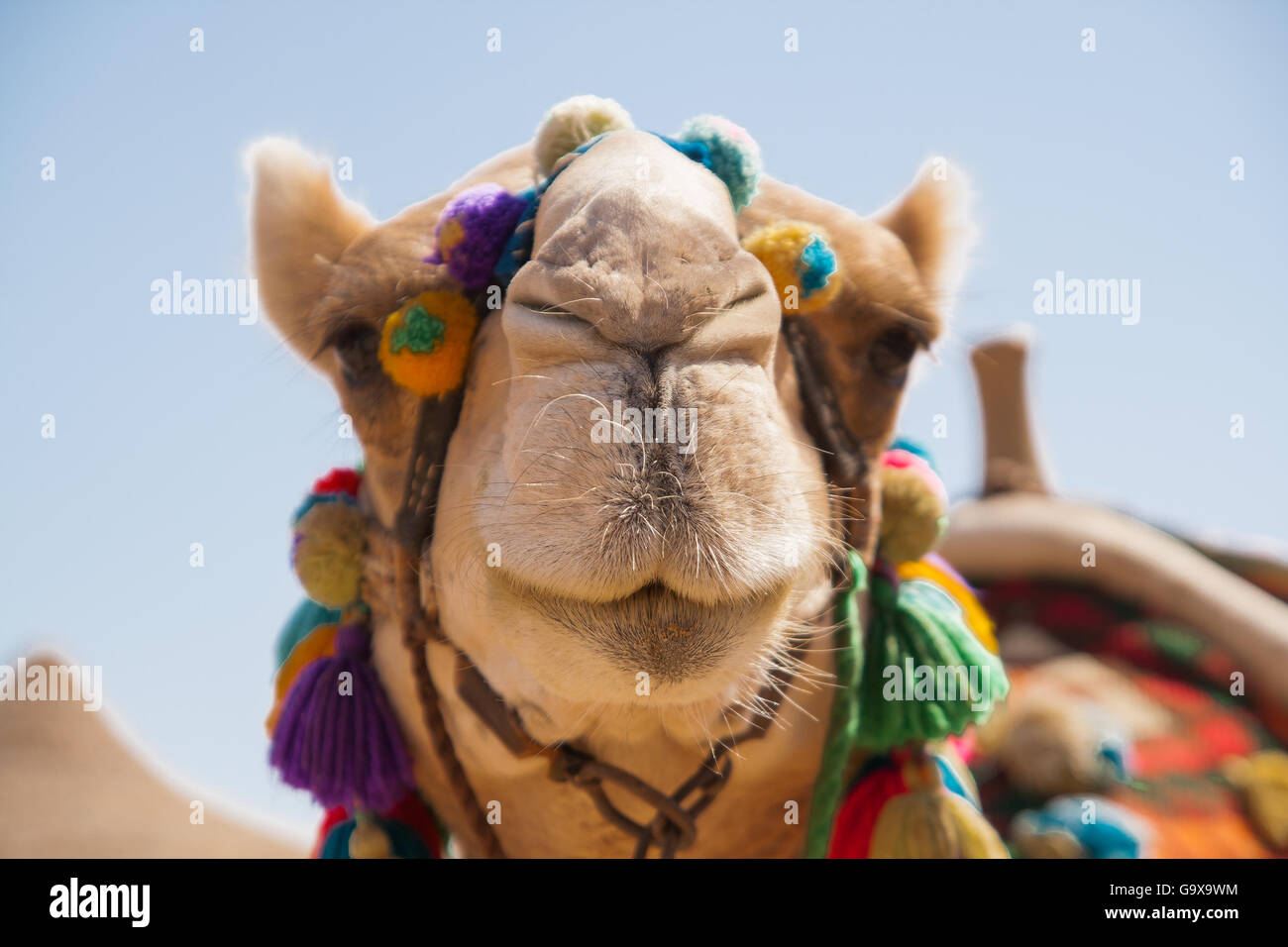 Decorated camel head Stock Photo - Alamy