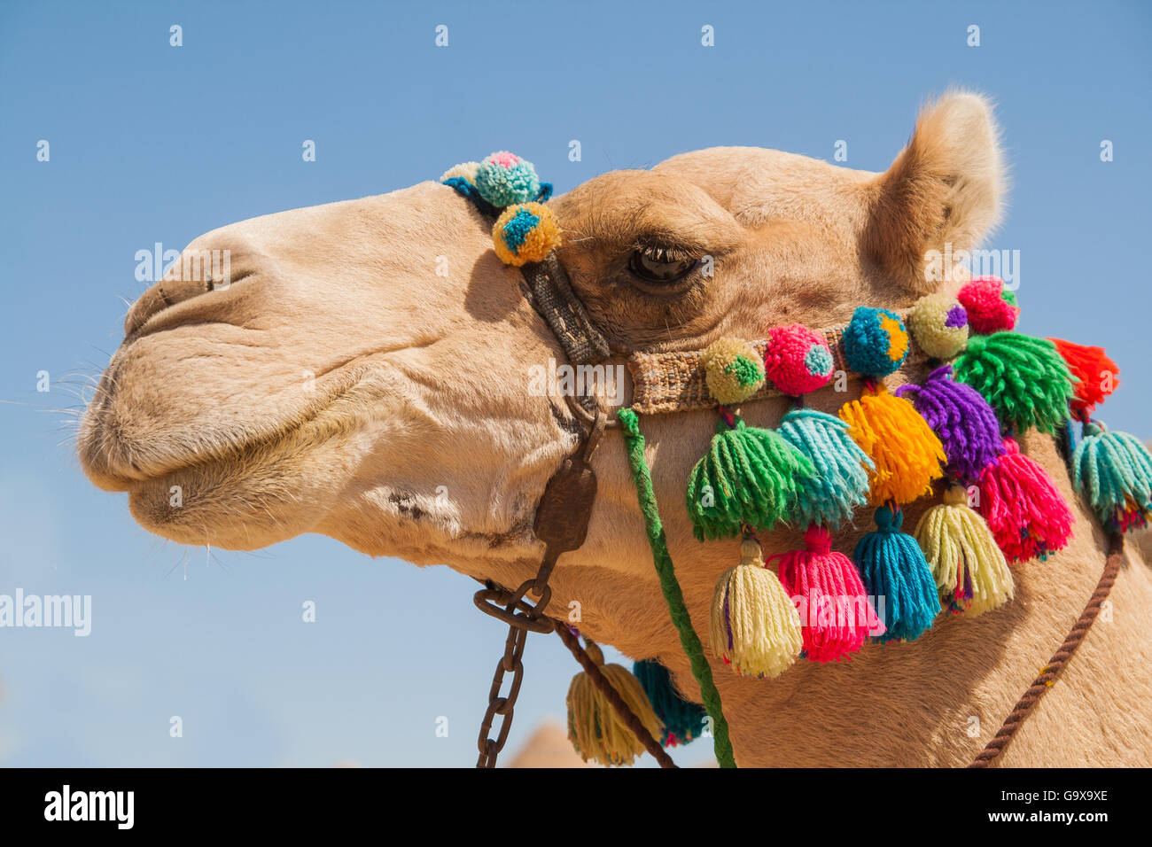 Decorated camel head Stock Photo - Alamy