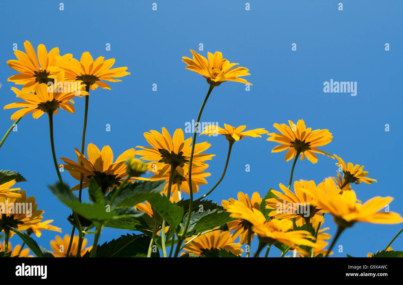 Lots of yellow daisies on a background of blue sky Stock Photo - Alamy