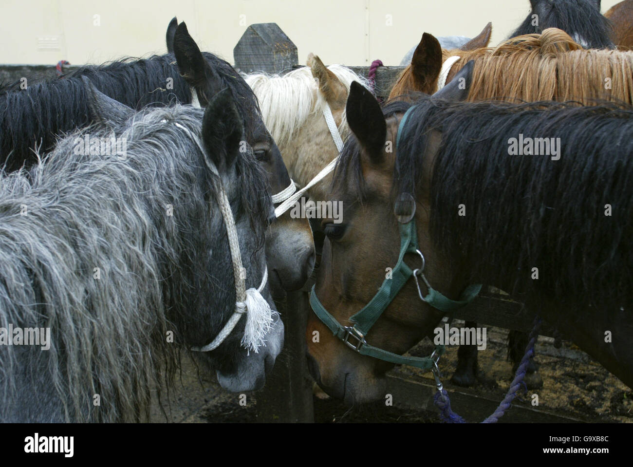 Stock Horse Fair Stock Photo - Alamy