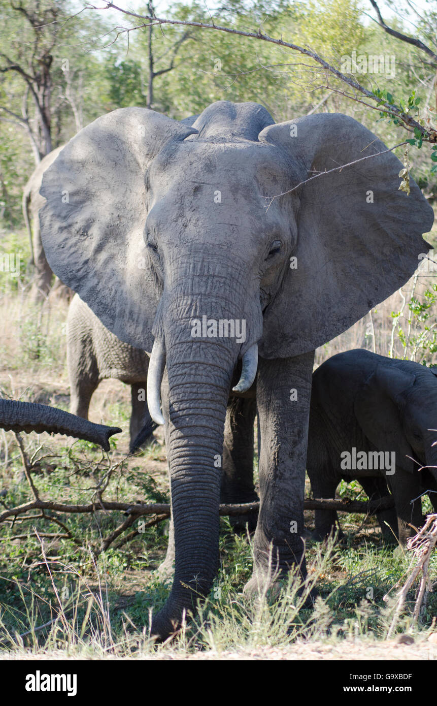 Grey elephant hi-res stock photography and images - Alamy