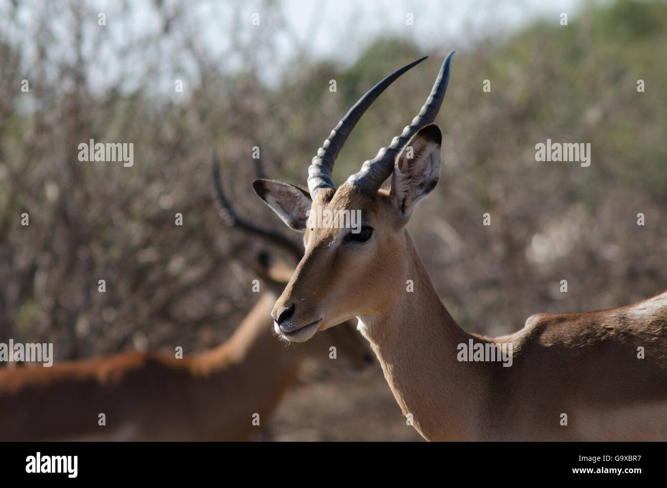 Young male Impala antelope Stock Photo - Alamy