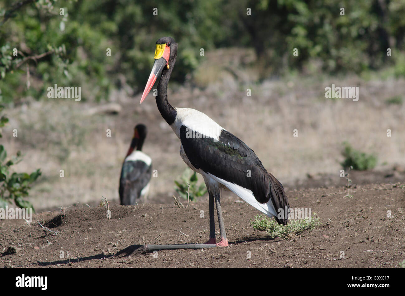 Saddle-billed stork at rest, looking at camera Stock Photo - Alamy