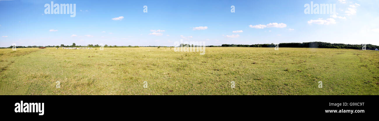 Vast rural colorful panoramic landscape with herd of hungarian grey ...