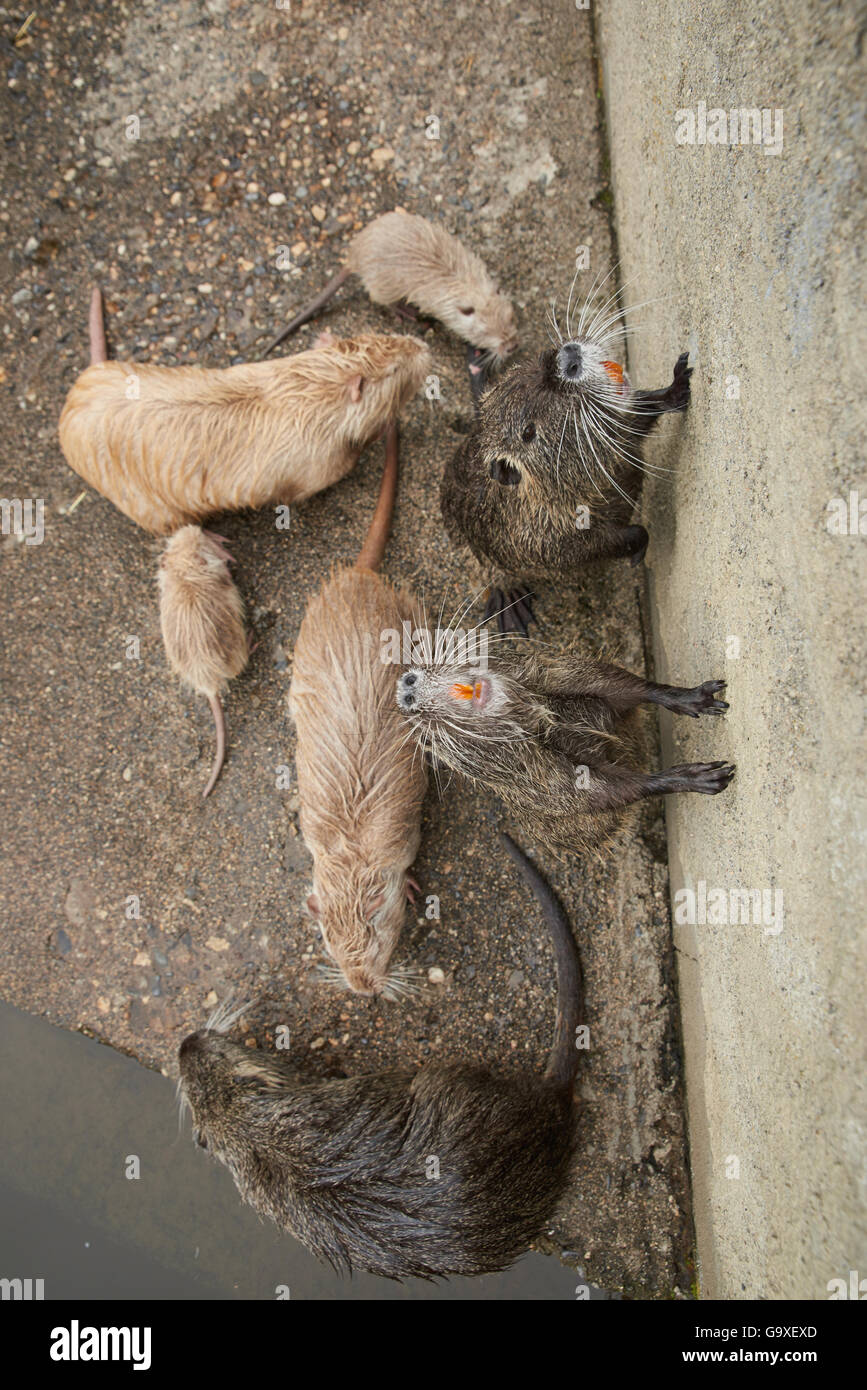Riverrat hi-res stock photography and images - Alamy
