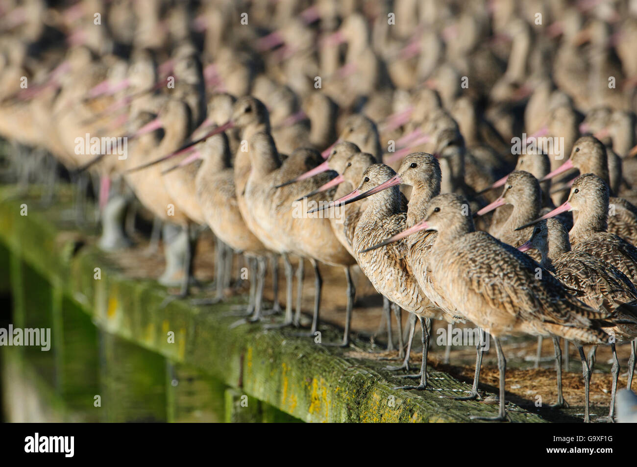 Limosa limosa august hi-res stock photography and images - Alamy