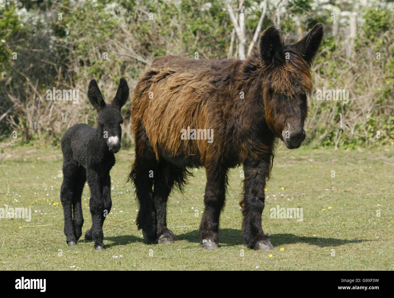 Tarka, a rare two-day-old Poitou donkey, with its mother at Woodford ...
