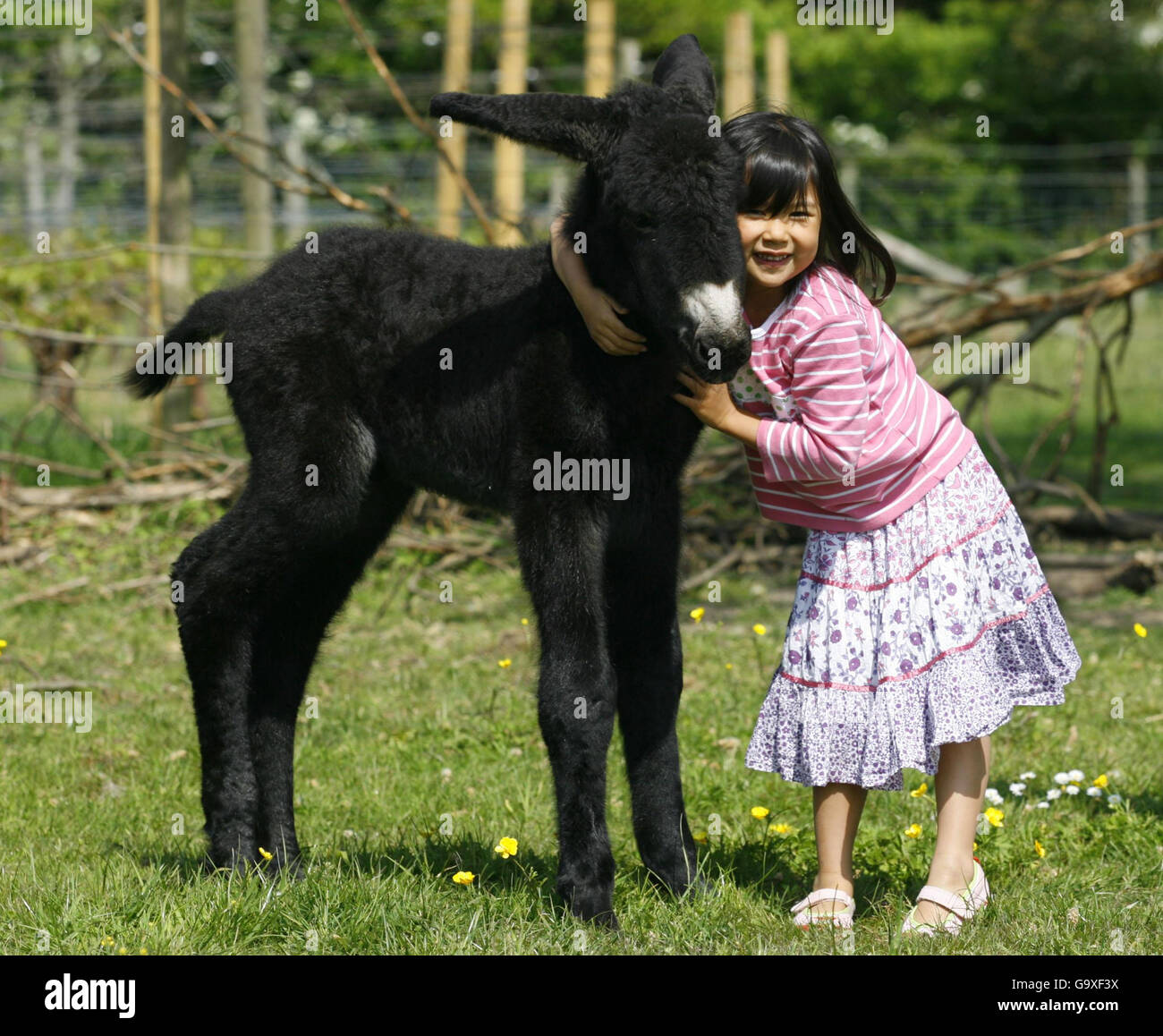 Rare Poitou donkeys born in the New Forest Stock Photo - Alamy