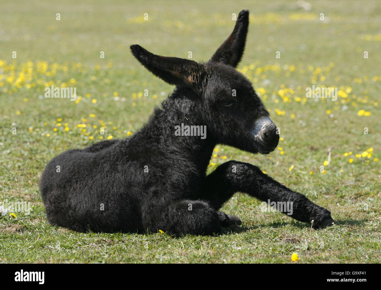Tilda, a rare two-day-old Poitou donkey, lies on the grass at Woodford ...