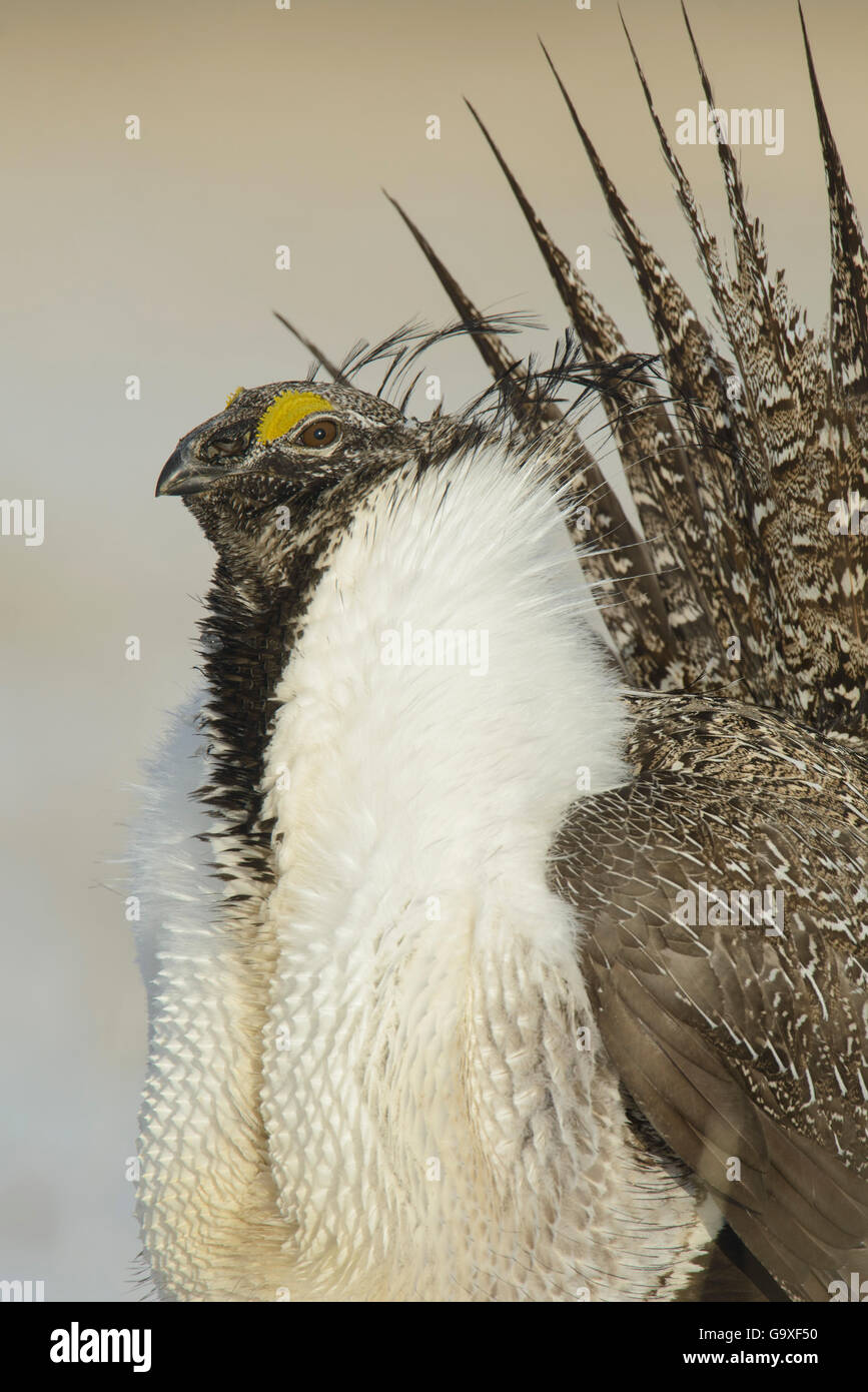 Sage grouse tail feathers hi-res stock photography and images - Alamy