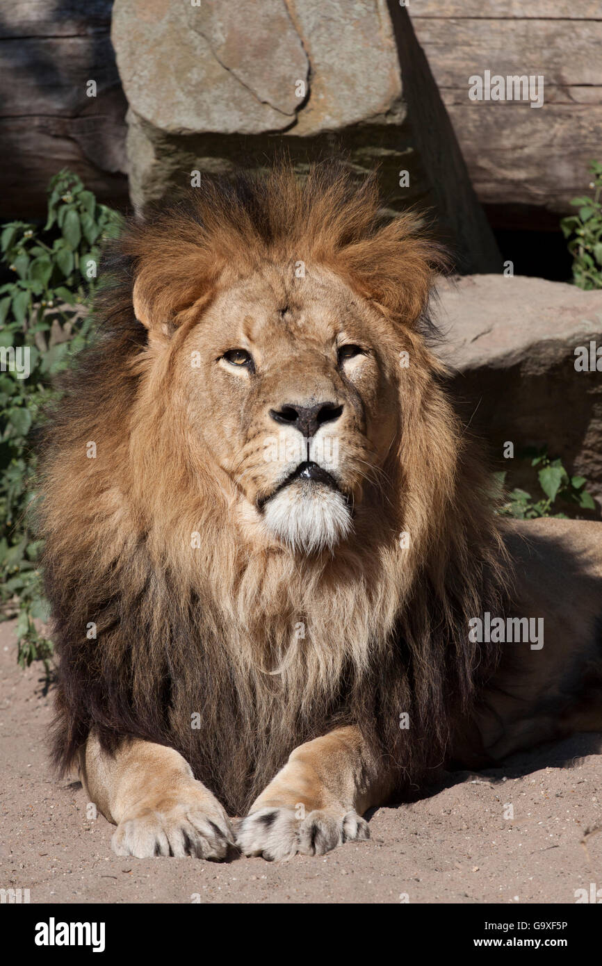 Lion looks at the photographer Stock Photo - Alamy