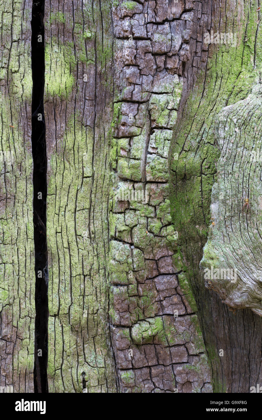 Transformed quercus pedunculata hi-res stock photography and images - Alamy