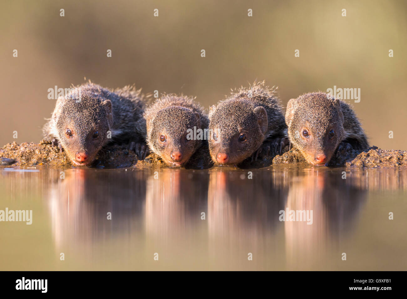 Water mongoose hi-res stock photography and images - Alamy