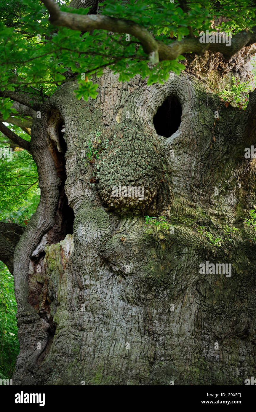 Majesty oak, kent hi-res stock photography and images - Alamy