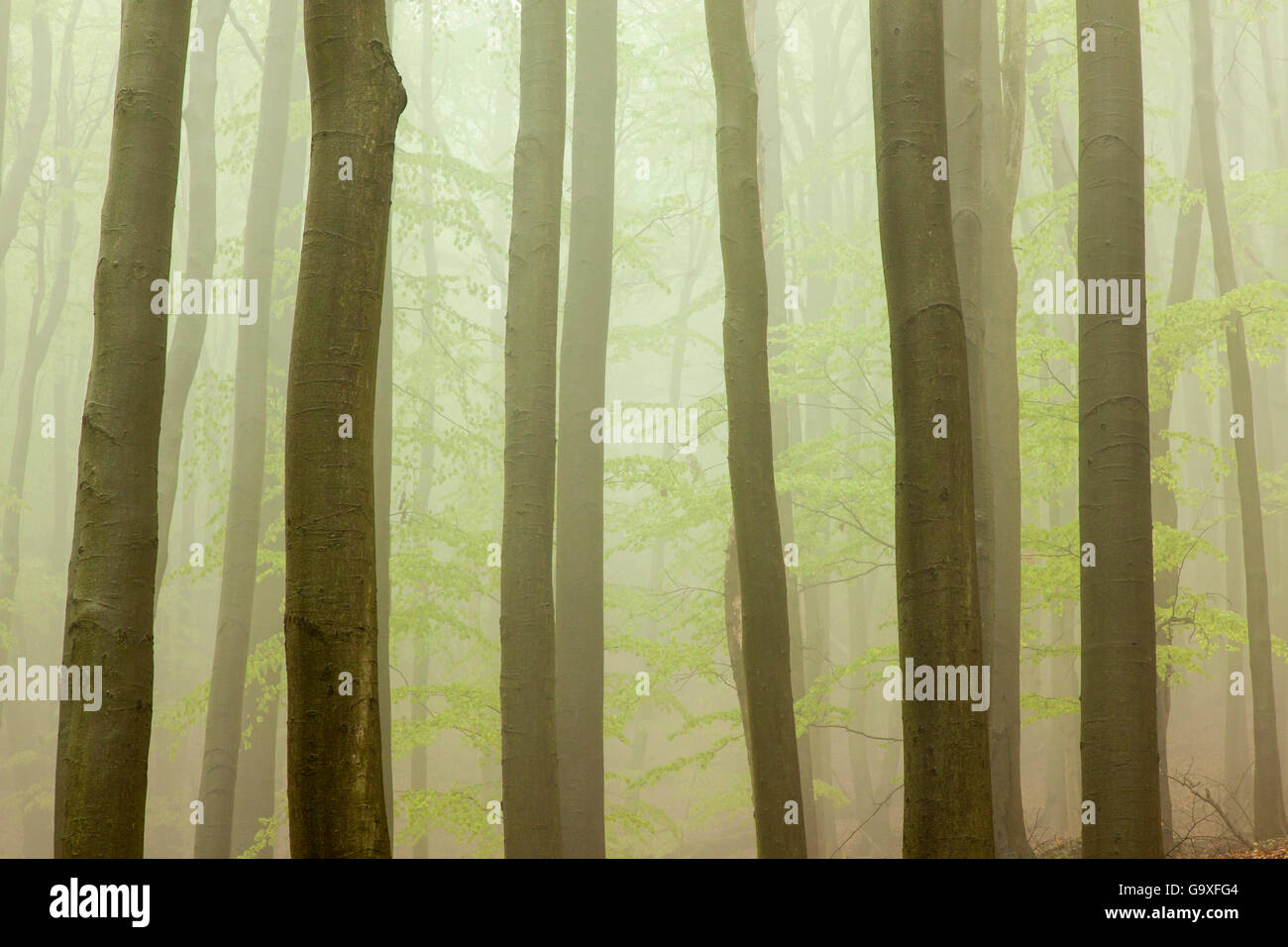 Beech tree silhouette hi-res stock photography and images - Alamy