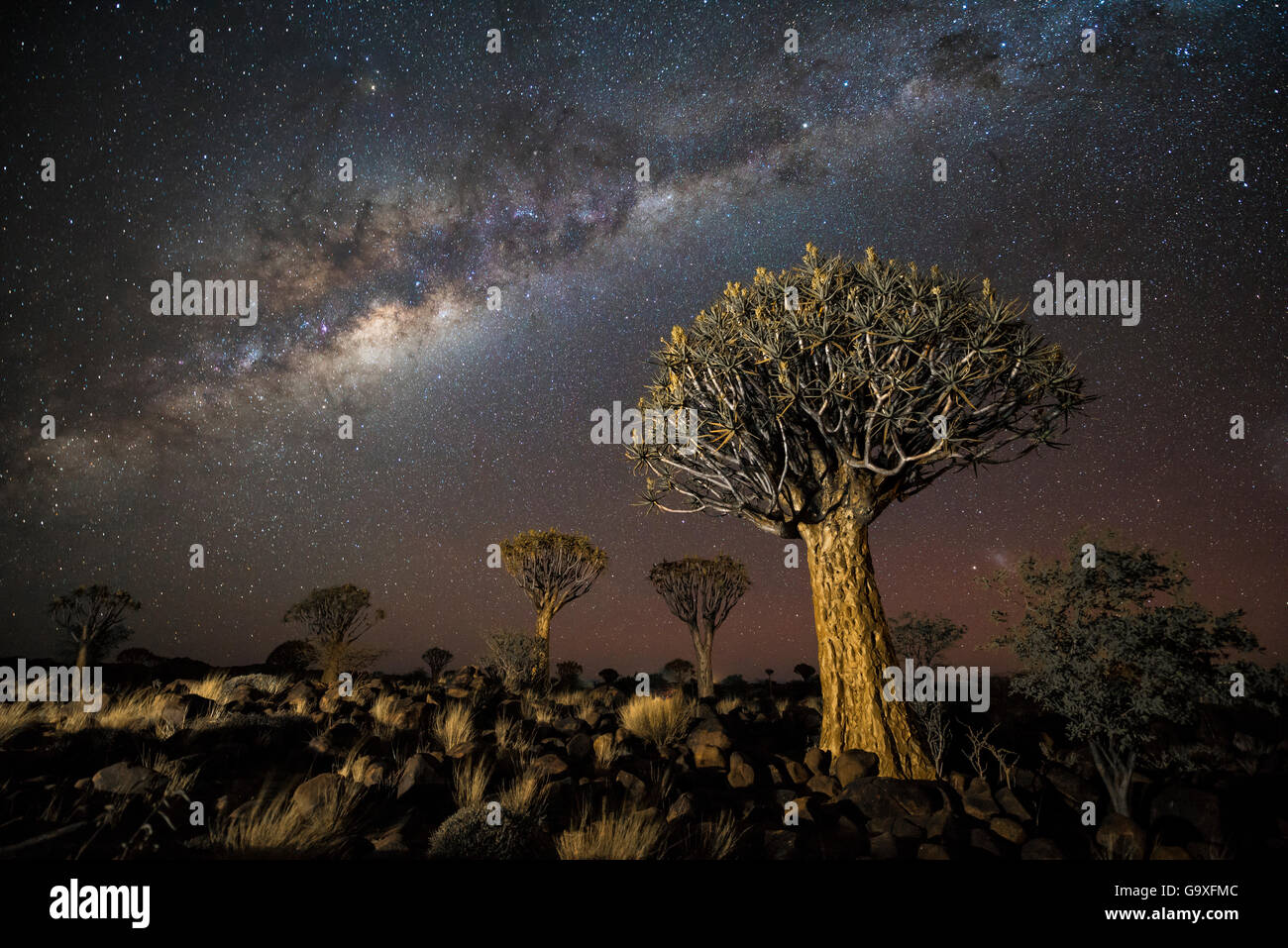 Quiver tree forest (Aloe dichotoma) at night with stars and the Milky ...