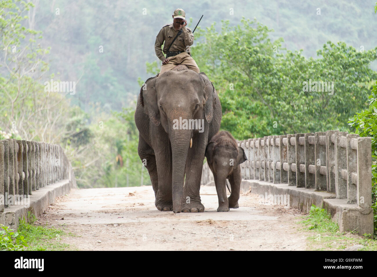 Park ranger on patrol riding Asian elephant (Elephas maximus)with calf ...