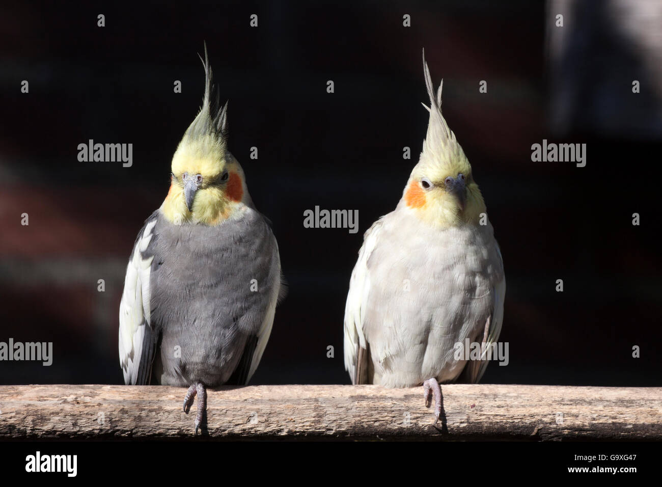 Two cockatiels birds sitting on a stick illuminated by the sun Stock ...