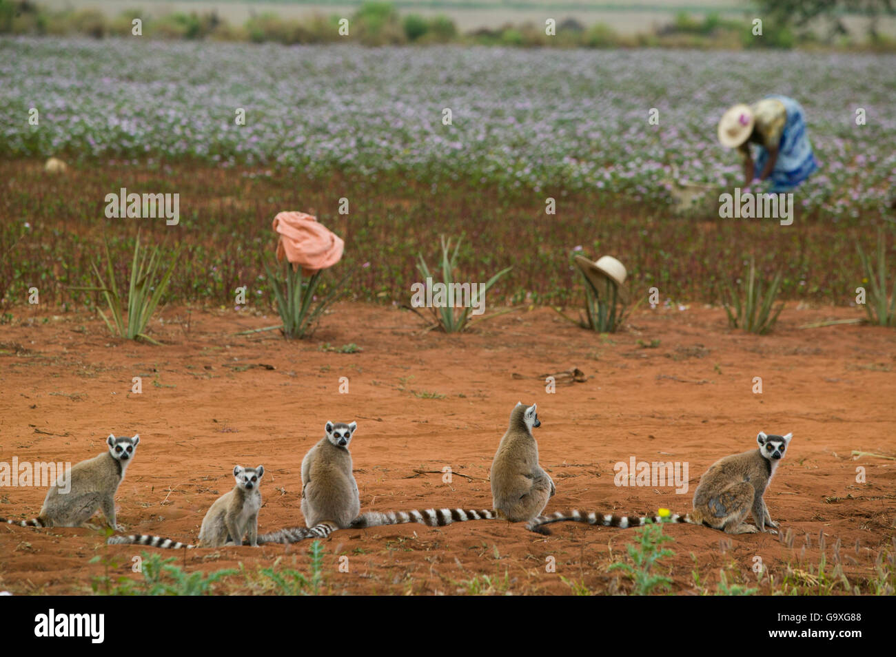 Sisal field madagascar hi-res stock photography and images - Alamy