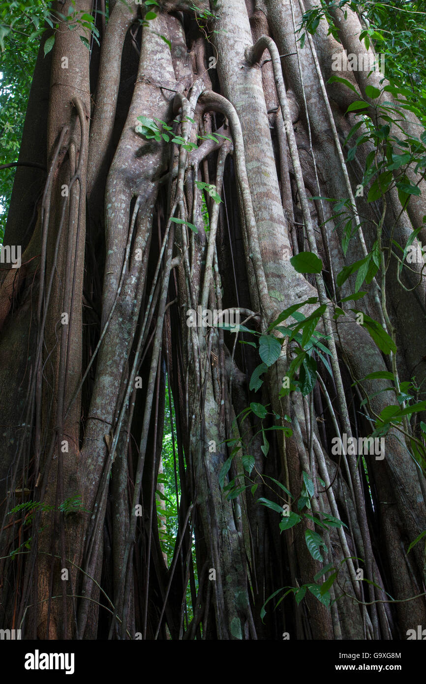 Fig trees (Ficus sp) in tropical rainforest, Bukit Barisan National ...